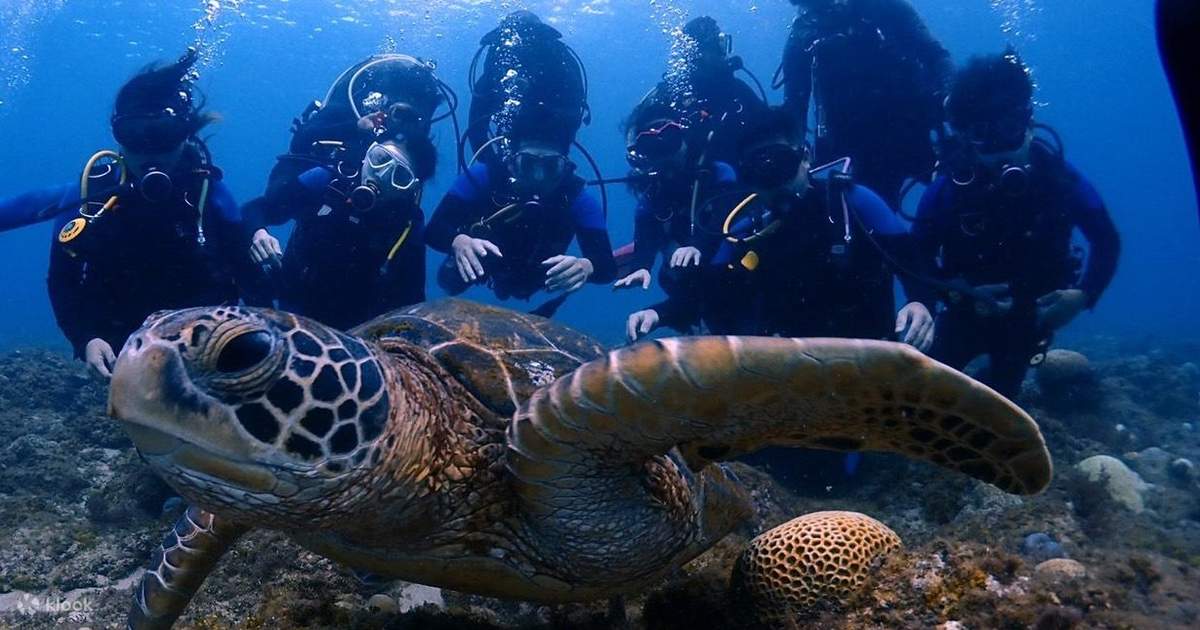 Pingtung Xiaoliuqiu Aya Experiencia de buceo Buceo・Buceo turístico・Curso PADI OW・Curso PADI AOW ...